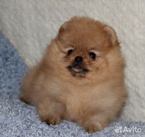 Кукольный померанский шпиц.Фото его