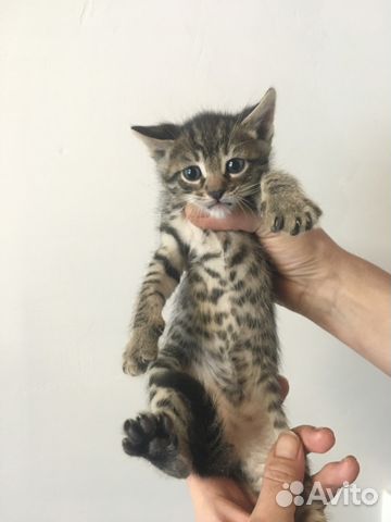 Котята от бенгальской кошки