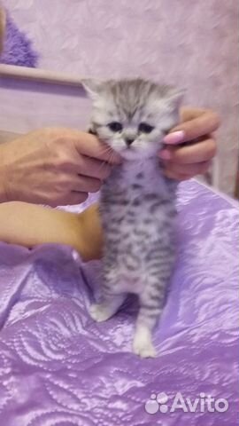Британские котята