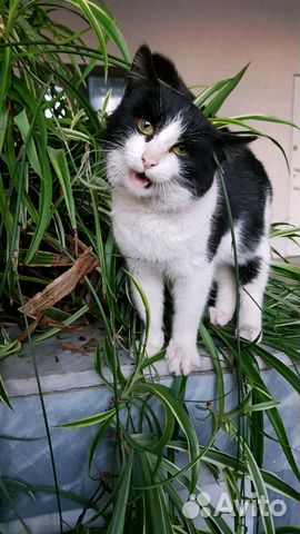 Котенок со сложной судьбой