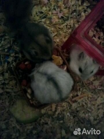 Хомячки джунгарики