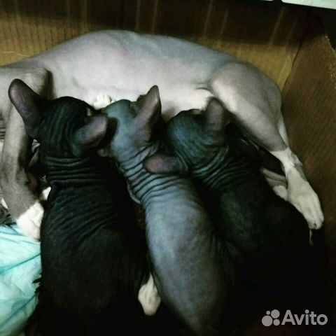 Донской велюровый сфинкс