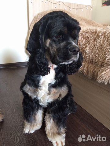 Вязка. Американский коккер спаниель