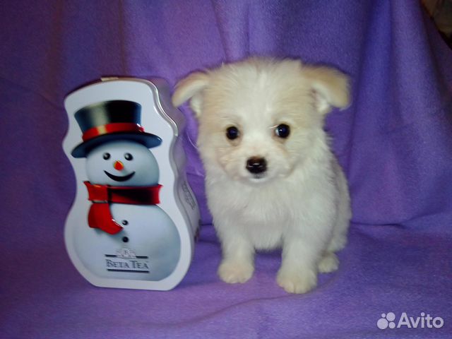 Белоснежки