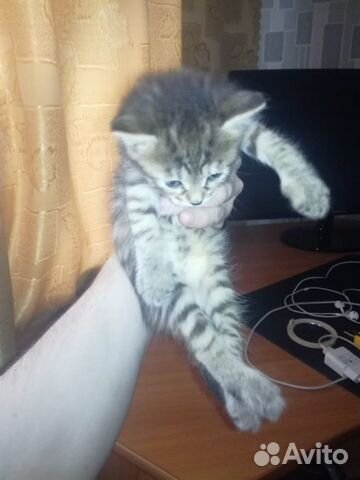 Отдам котяток в добрые ручки