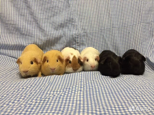 Морские свинки английский селф мальчики и девочки
