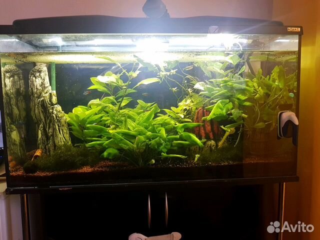 Аквариум 200л с тумбой и оборудованием