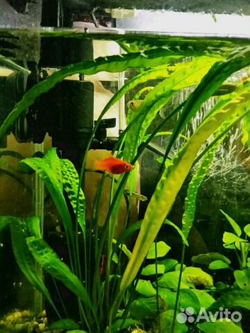 Аквариум 35л