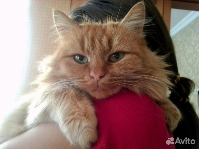 Сибирская кошечка Мандаринка 8мес