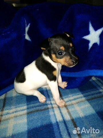 Щенок той фокстерьра