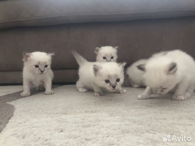 Невские маскарадные котята