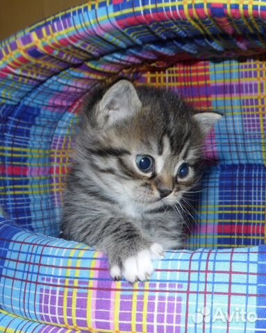 Котенок метис мальчик 1 месяц