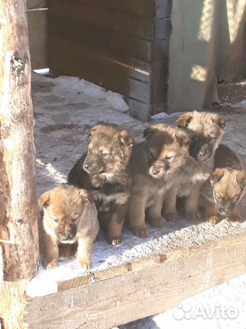 Отдам щенков охранников двора