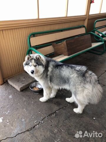 Аляскинский маламут