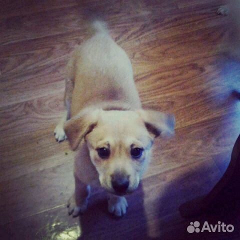 Щенок 2месяц