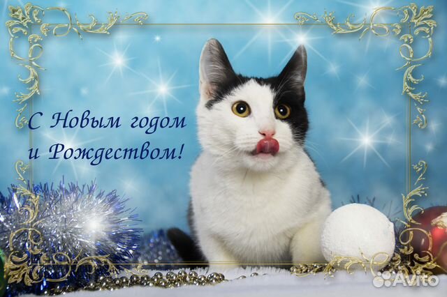 Котенок мальчик в дар