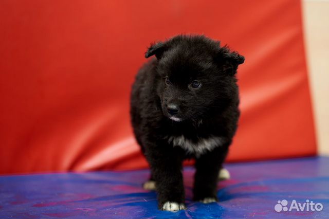 Плюшевый комочек в дар