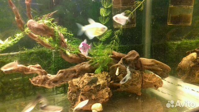 Тернеции glofish