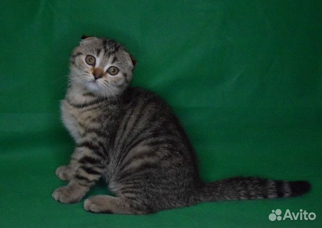 Шотландские детки.видео