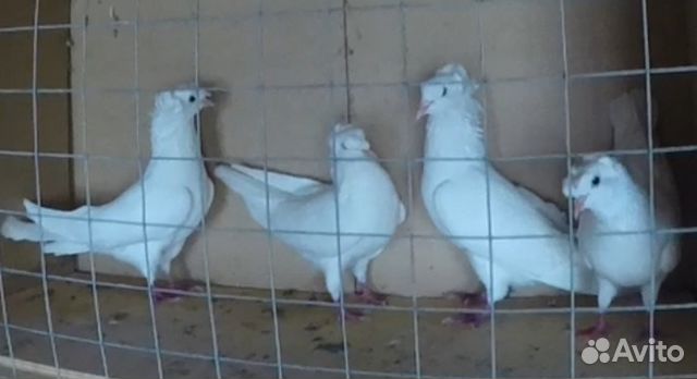 Бойные голуби