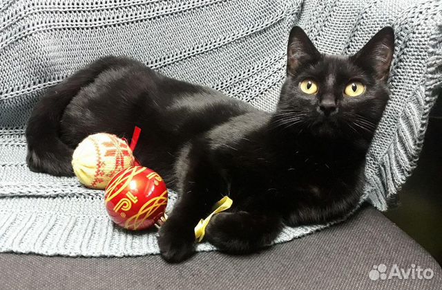 Изящная Багира ждет хозяев