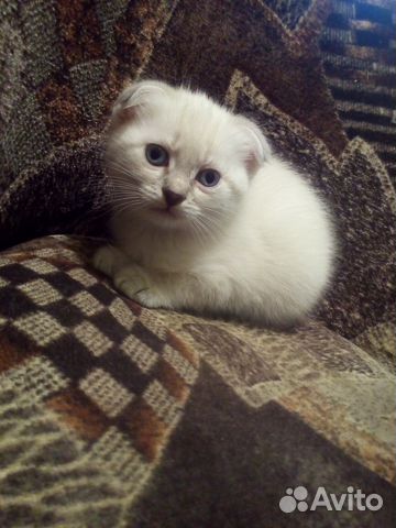 Продам шотландского котенка