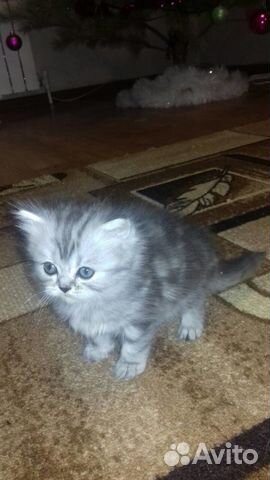 Британские котята