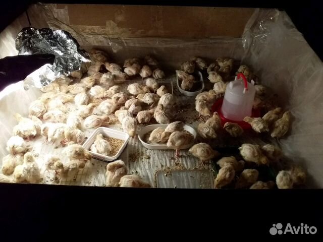 Перепела Техасцы