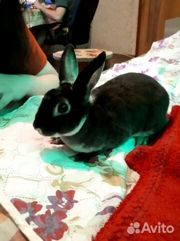 Карликовый Крольчонок породы Рекс
