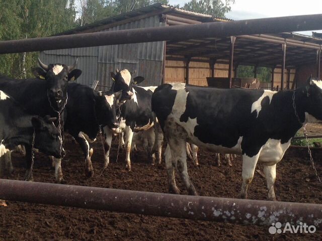 Нетели черно пестрой породы