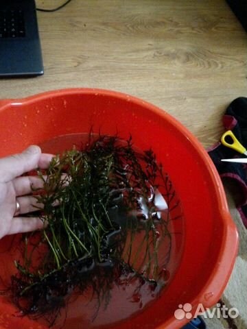 Аквариумное растение