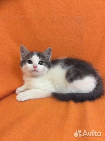 Сладкий котенок-мальчик 2 мес