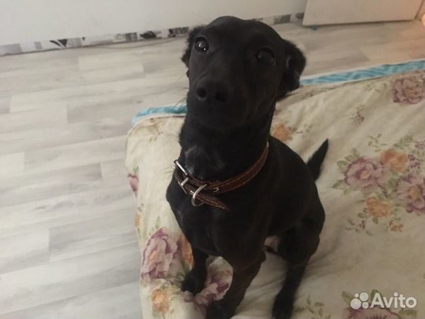 Левретка (метис)