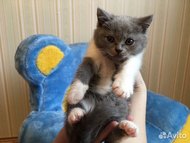 Шотландский котёнок (биколорный)
