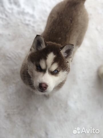 Шикарный дети породы Сибирский Хаски