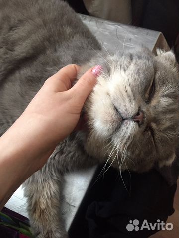 Вислоухий гигант в добрые руки