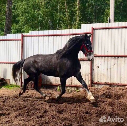 Продажа лошадей элитный пород
