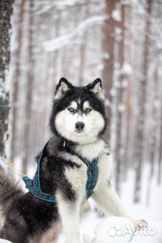 Вязка сибирский хаски
