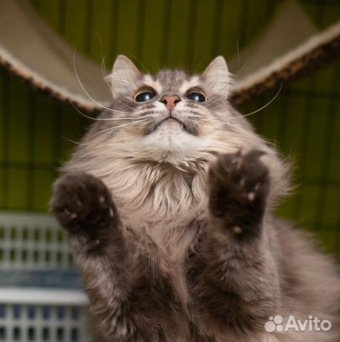 Ласковая Пуша