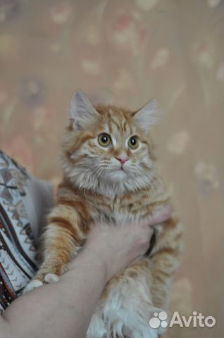 Курильское чудо