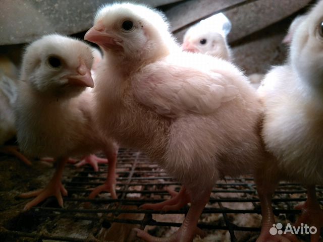 Бройлер 21 день, утки 17 дней