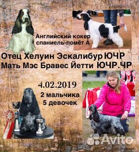 Щенки английского кокер спаниеля