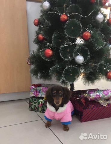 Шоколадная девочка кроличья д/ш такса