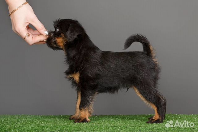 Щенок бельгийского гриффона