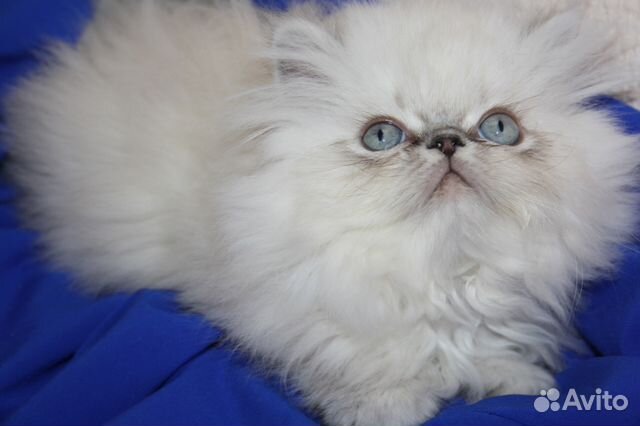 Шикарный малыш Лео