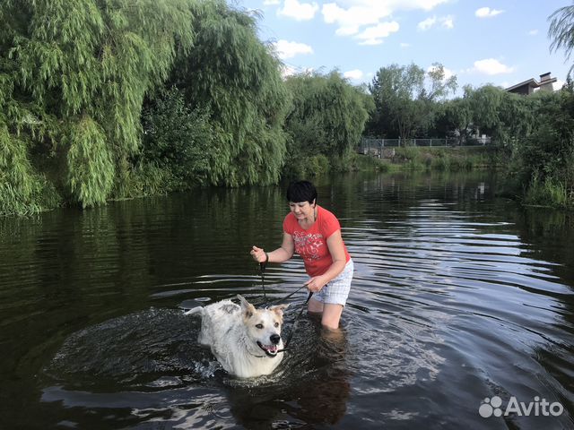 Отдам в добрые руки