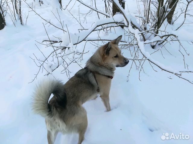 Замечательный пес Майк В частный дом, вольер
