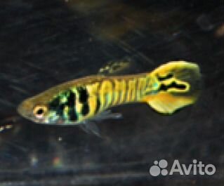 Тигровые гуппи Эндлера бесплатно