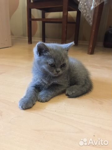 Британский котёнок