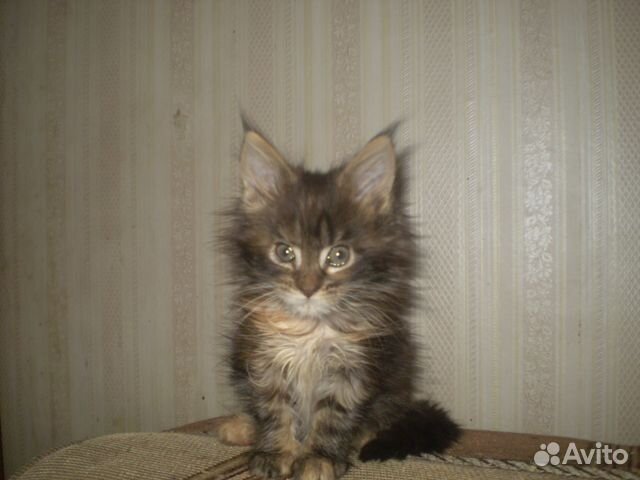 Котята Мэйн-кун